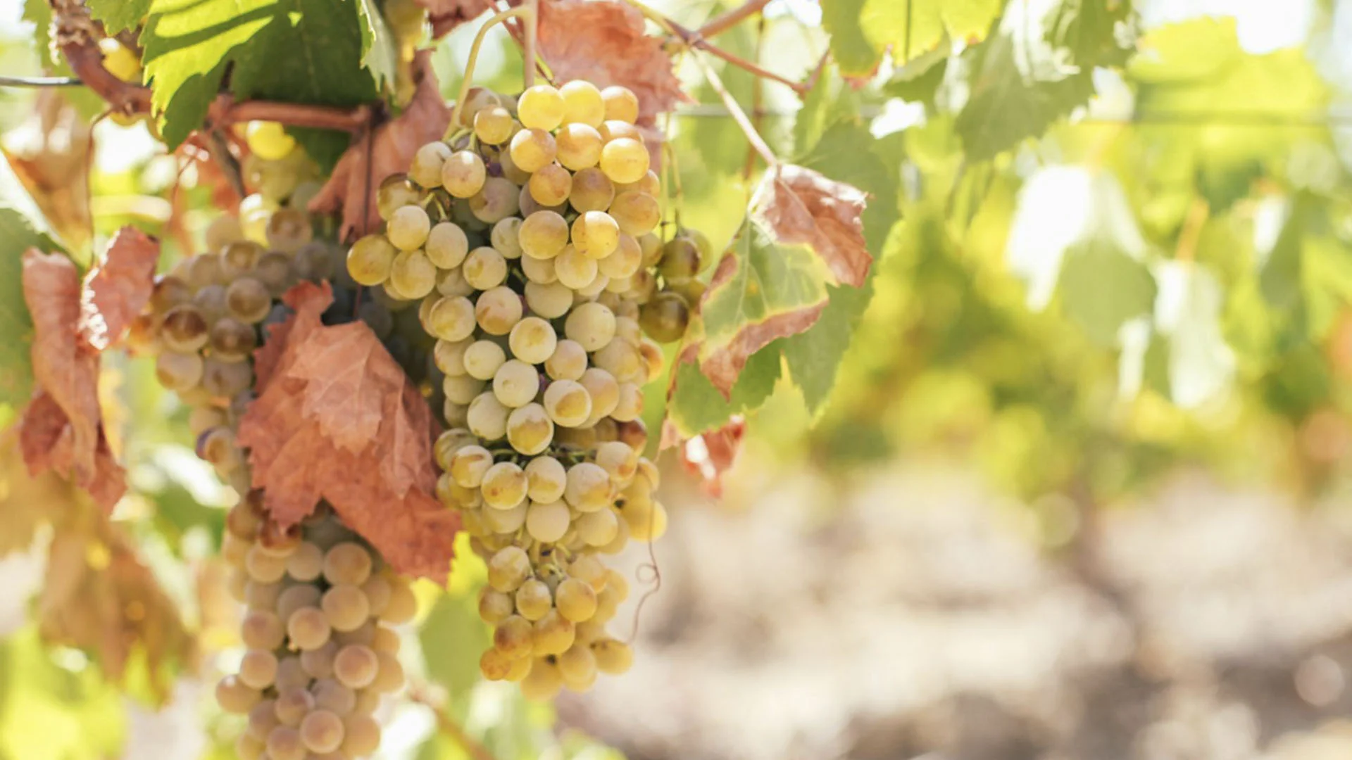 Discover the Vermentino Grape Varietal: Everything You Need to Know